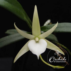 Plants | Orchids of Distinction