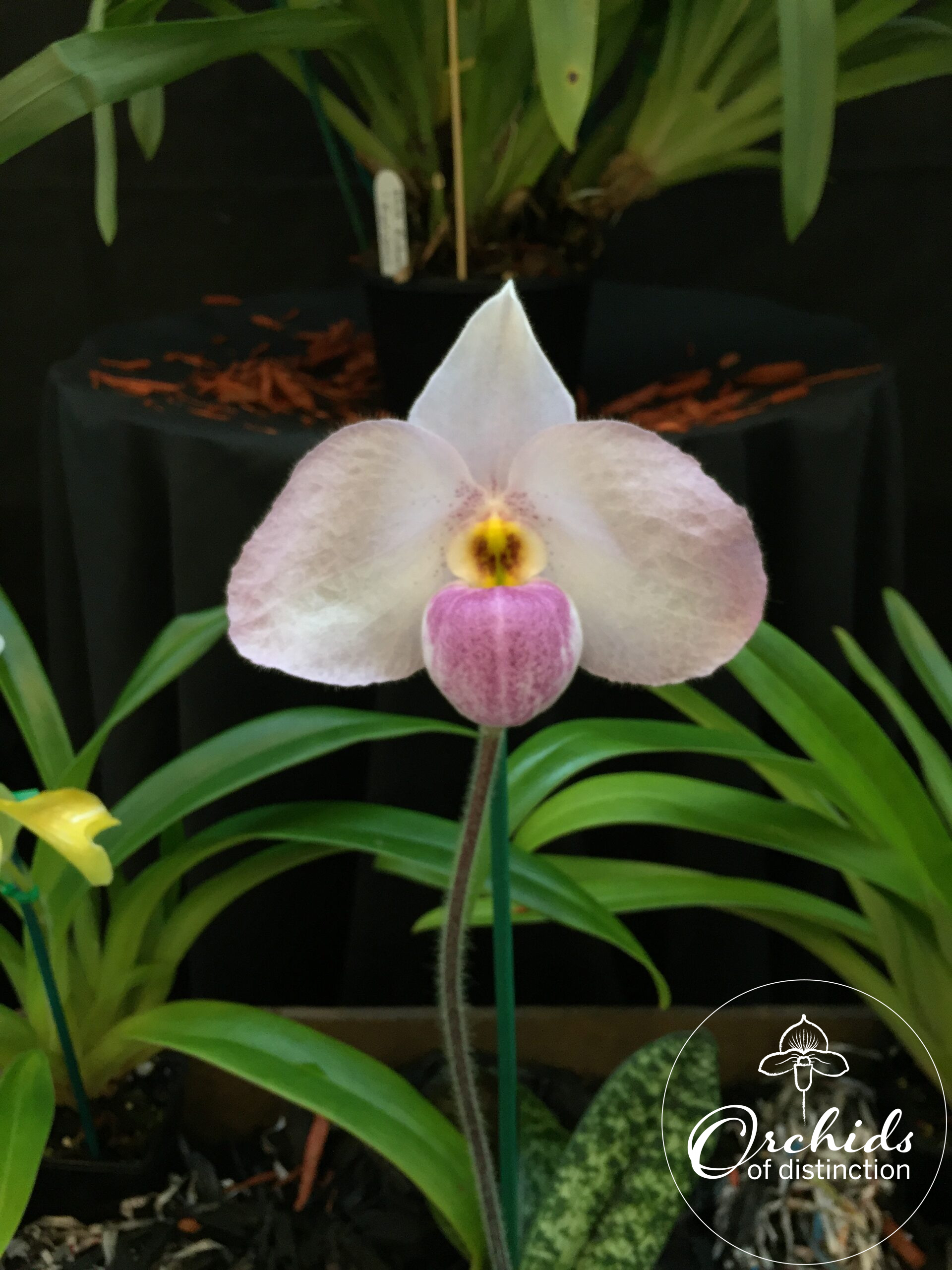 Paph delenatii (“Giant” x “Round”) | Orchids of Distinction