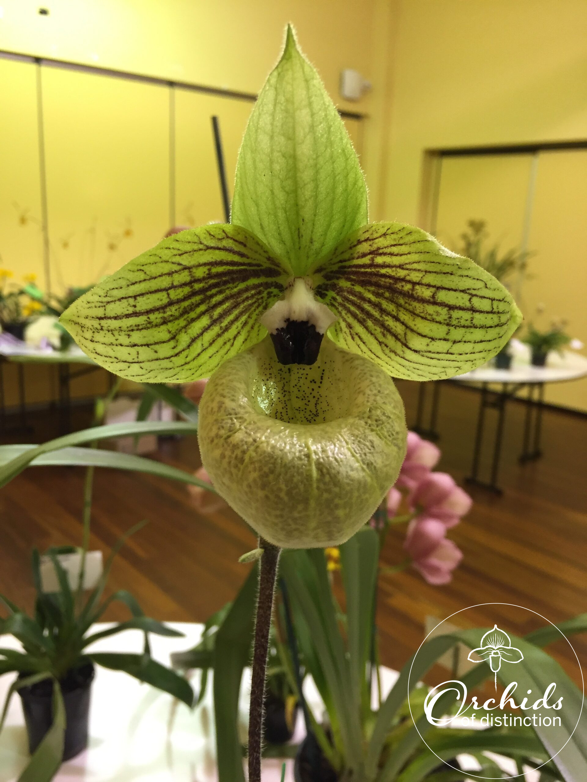 Paph malipoense | Orchids of Distinction