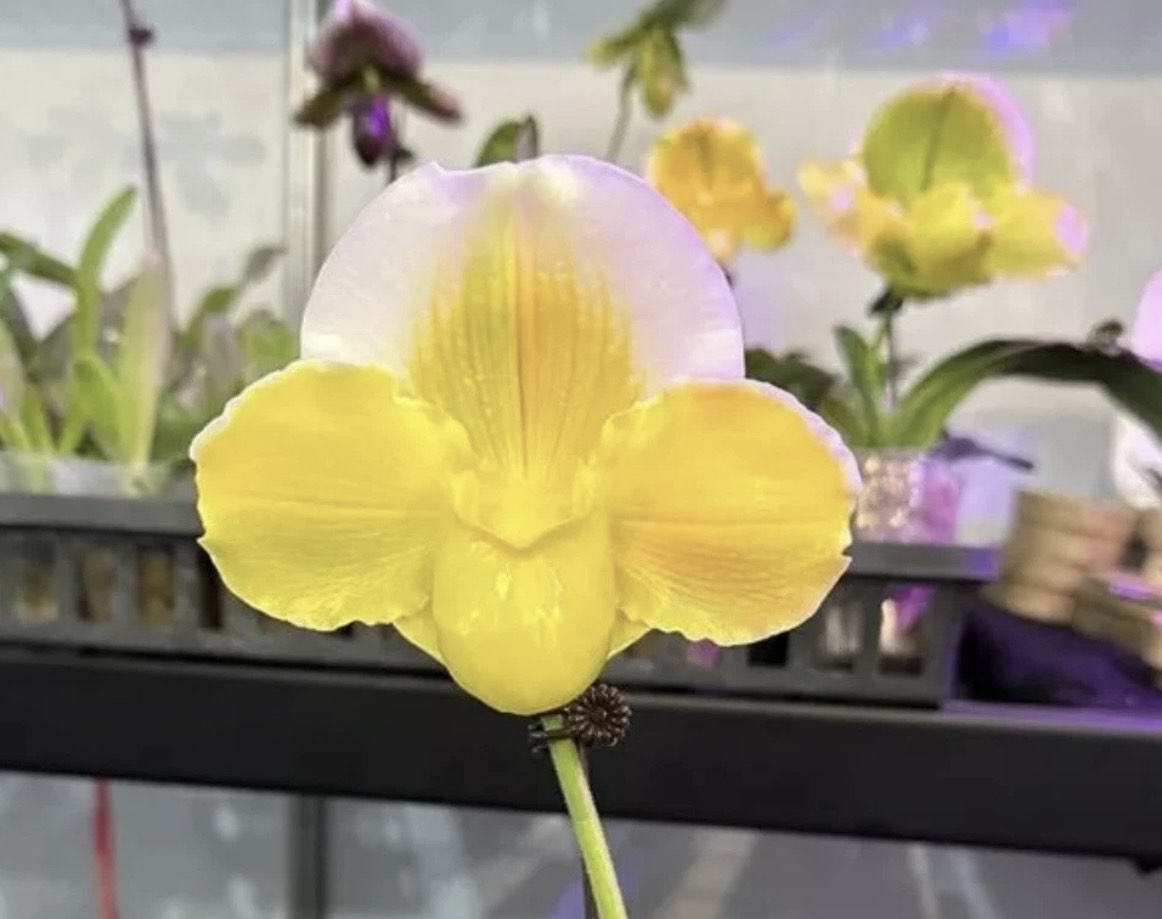 Paph in Charm Gold x Doya Green Pacific | Orchids of Distinction