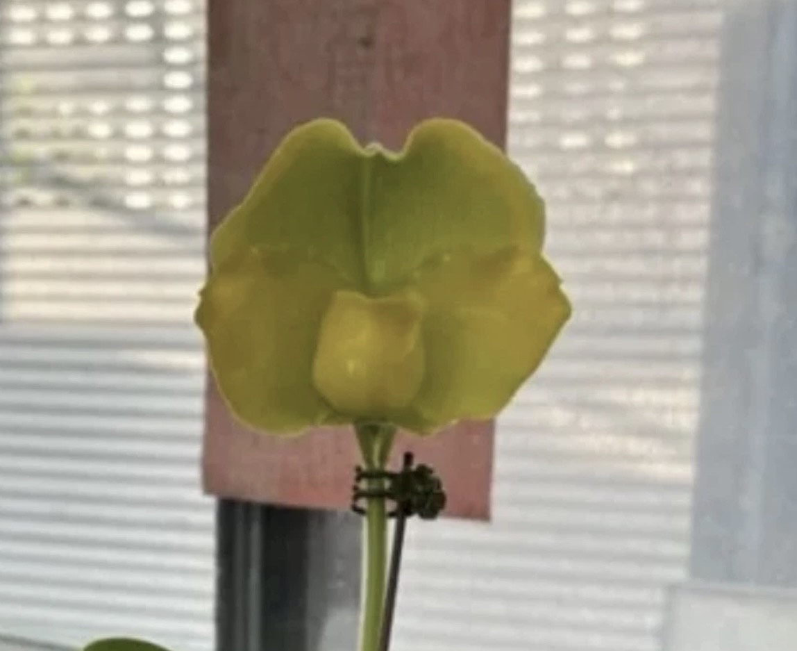 Paph in Charm Gold x Doya Green Pacific | Orchids of Distinction